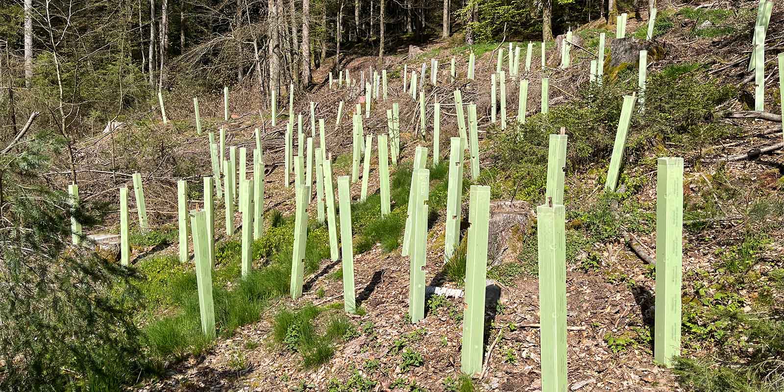 Reforestation Project in Rhineland-Palatinate: Caterpillar Foundation ...